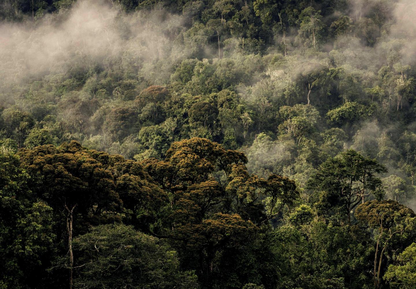 Rwanda Grand Tour | Magic Safaris