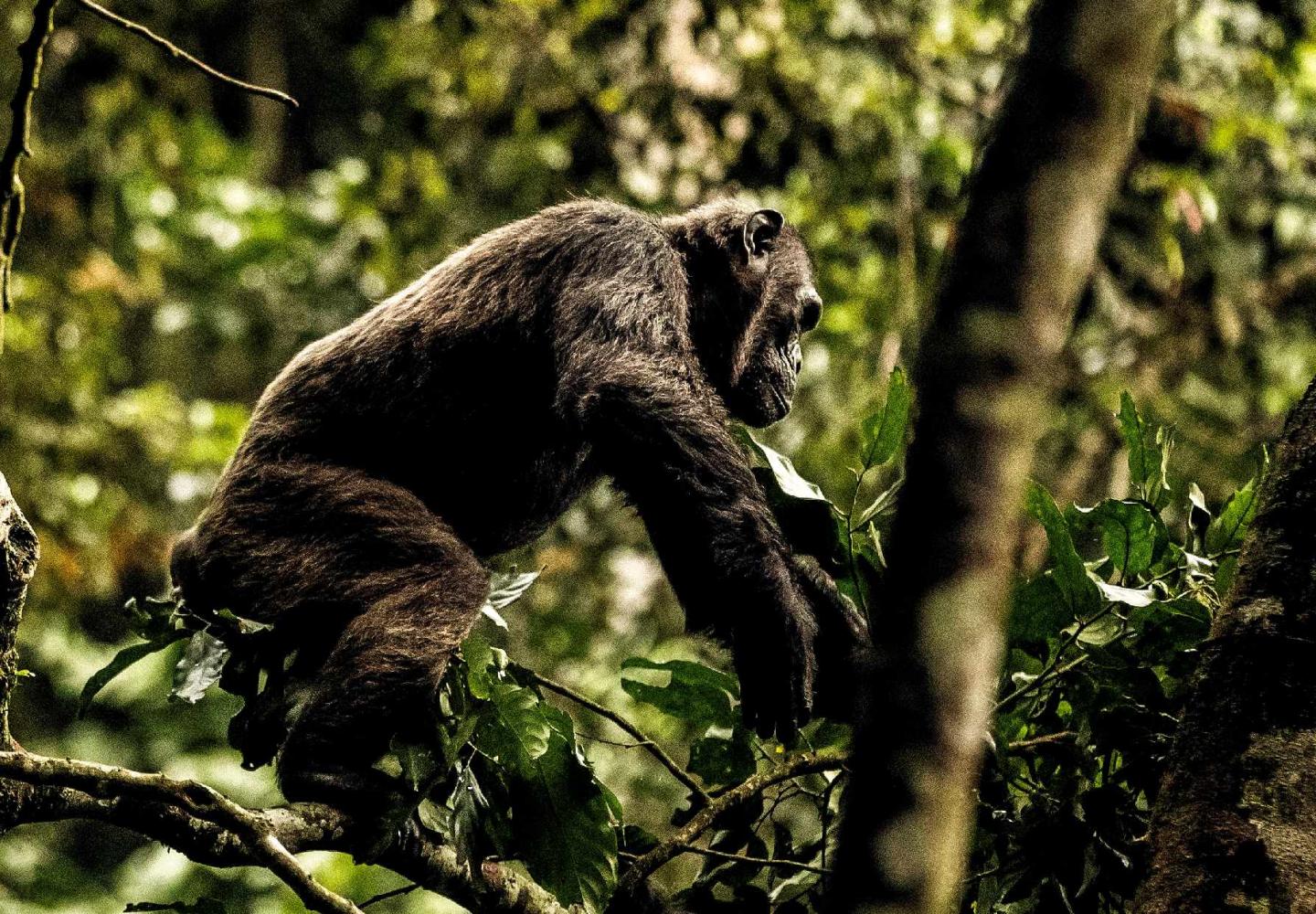Primates in the Wild (Special interest) | Magic Safaris